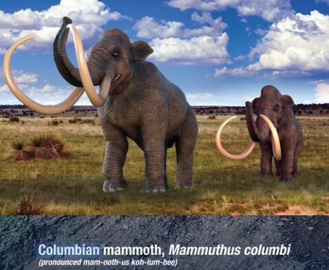 Columbian Mammoth Museum Panel - Lake Ralph Hall